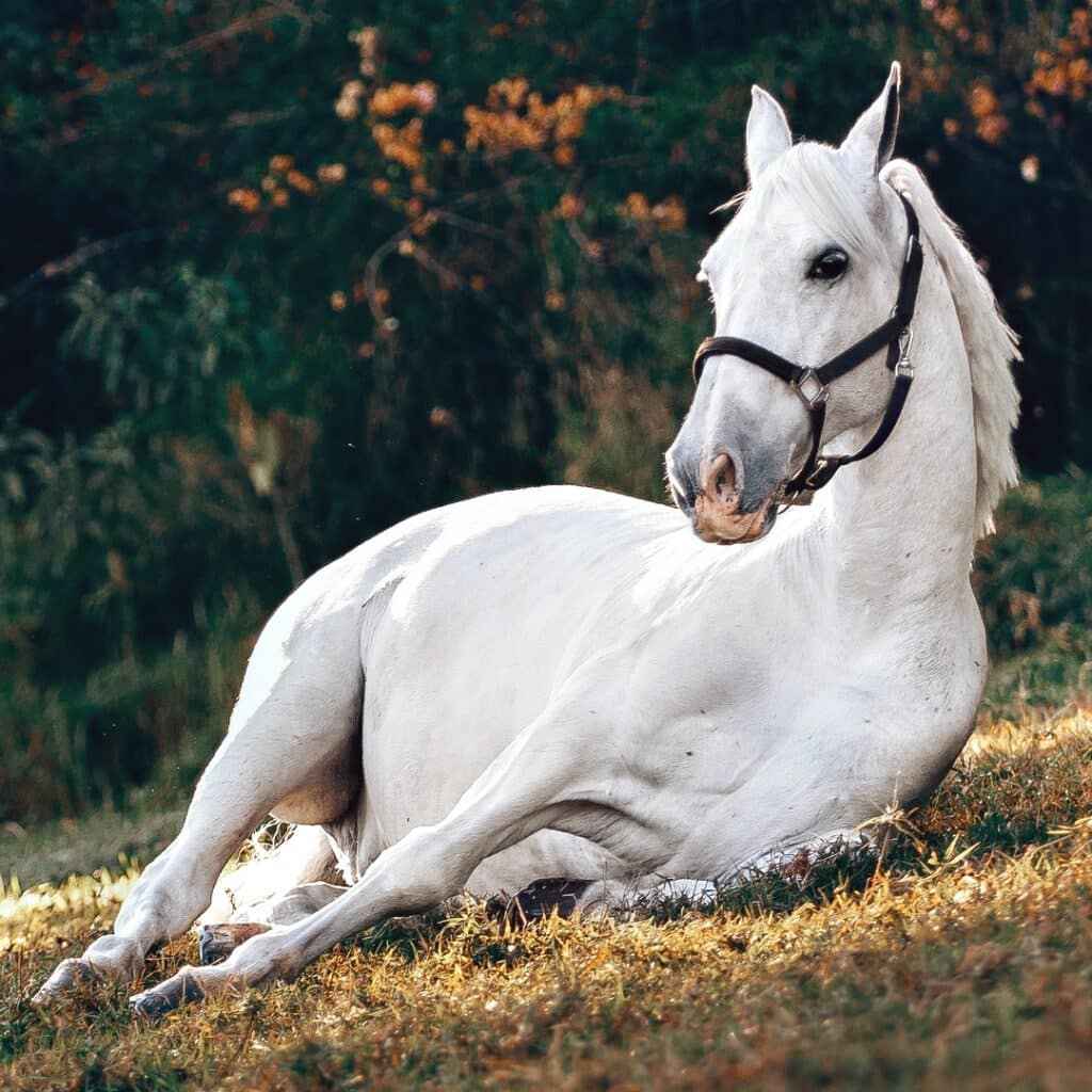 Cólico Equino: Todo Acerca de los Cólicos en los Caballos | Caballo ...