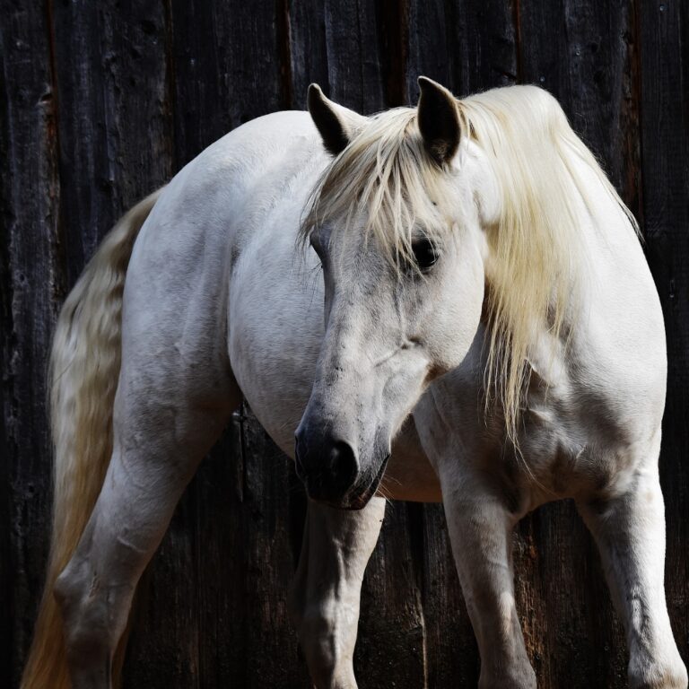 Tratamiento de Cólico Equino: Instrucciones de Cuidado | Caballo Doméstico