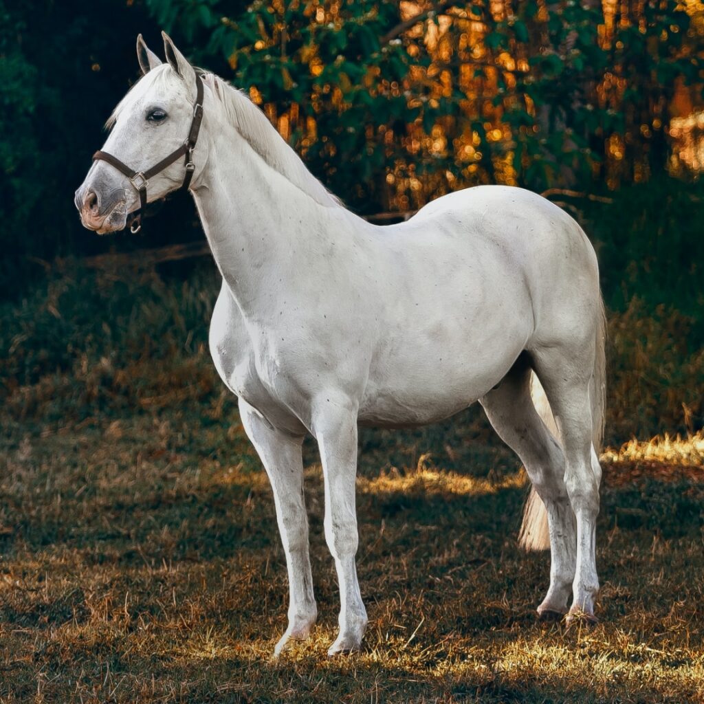 Alimentación de Caballos: 9 Pasos para una Nutrición Óptima | Caballo ...