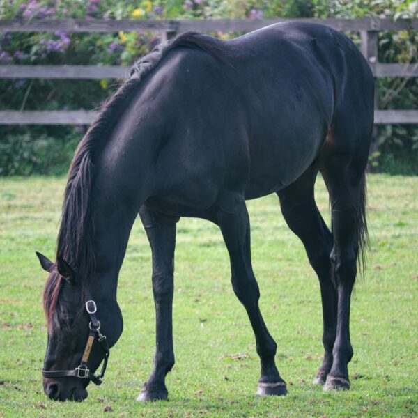 Estimación de Peso Corporal de Caballos: Método Sin Báscula | Caballo ...