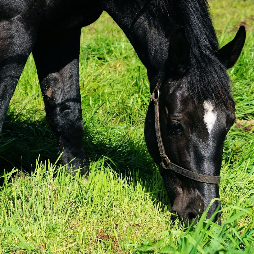 Tipos de Alimento para Caballos: Forrajes, Concentrados y Suplementos ...
