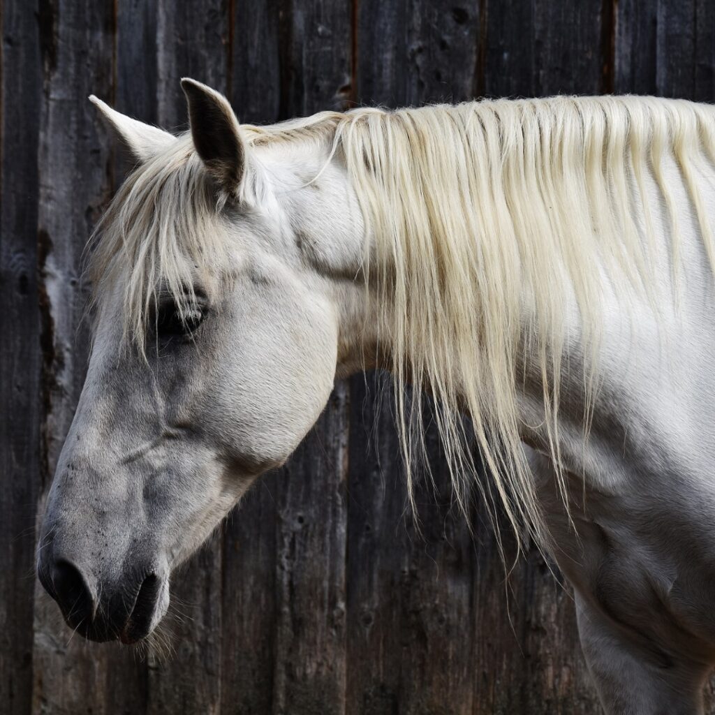Tipos de Cólico Equino: Los 6 Más Frecuentes en Caballos | Caballo ...